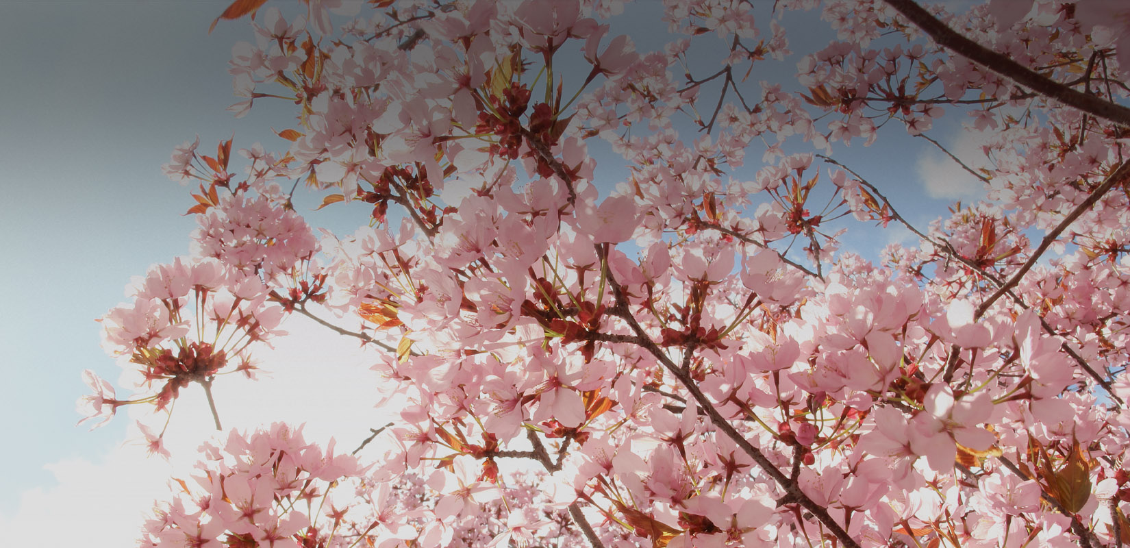 Edlevo för vårdnadshavare | Karlskoga